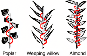 Fibonacci and Trees – themountainsarecalling.earth